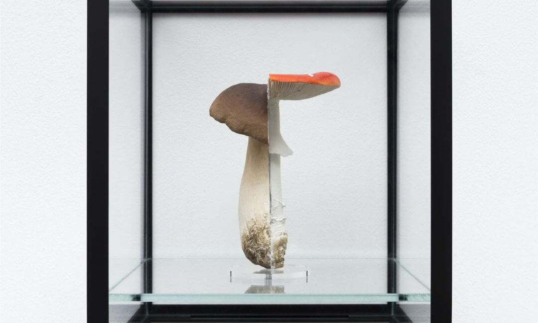 Carsten Holler - Chelsea Art Group - New York City top trusted art ...